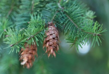 The Quest for the NASA Moon Trees – STAR Net Community