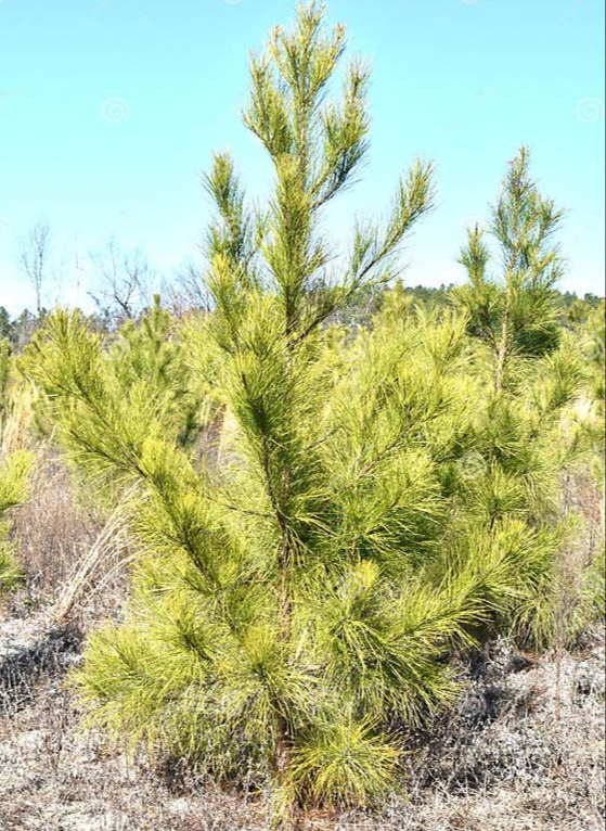 The Quest for the NASA Moon Trees – STAR Net Community