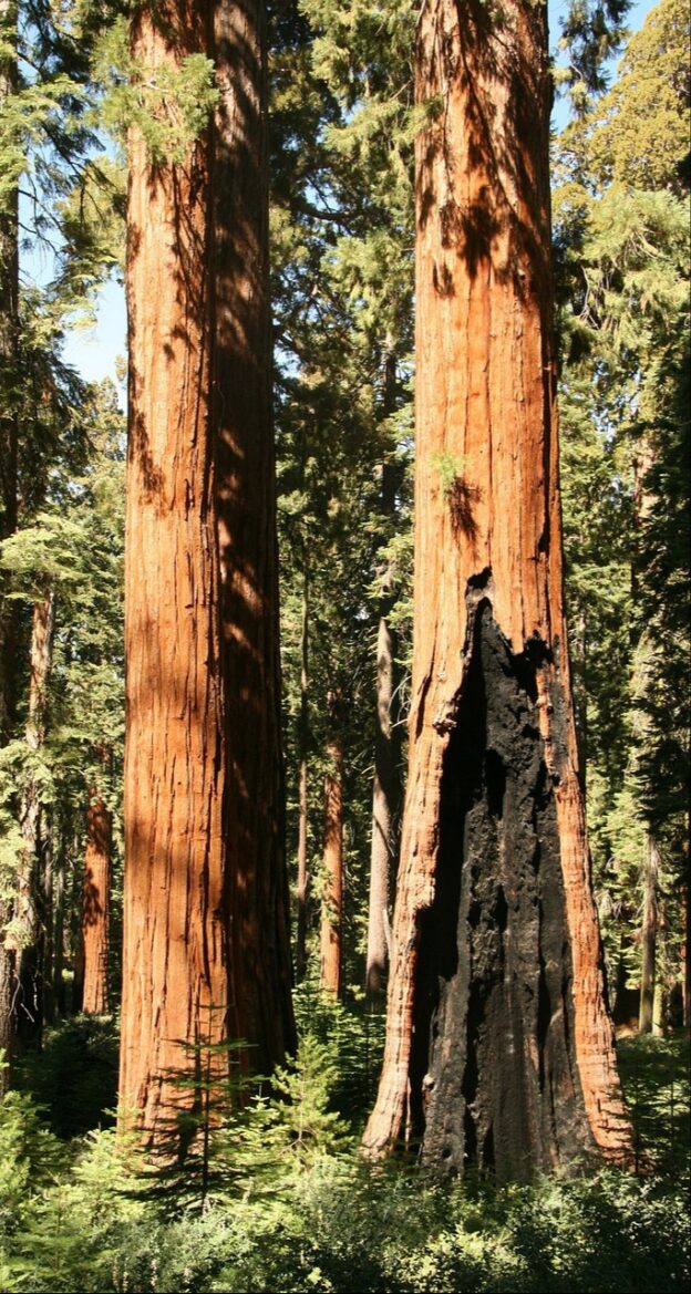 The Quest for the NASA Moon Trees – STAR Net Community