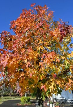 The Quest for the NASA Moon Trees – STAR Net Community