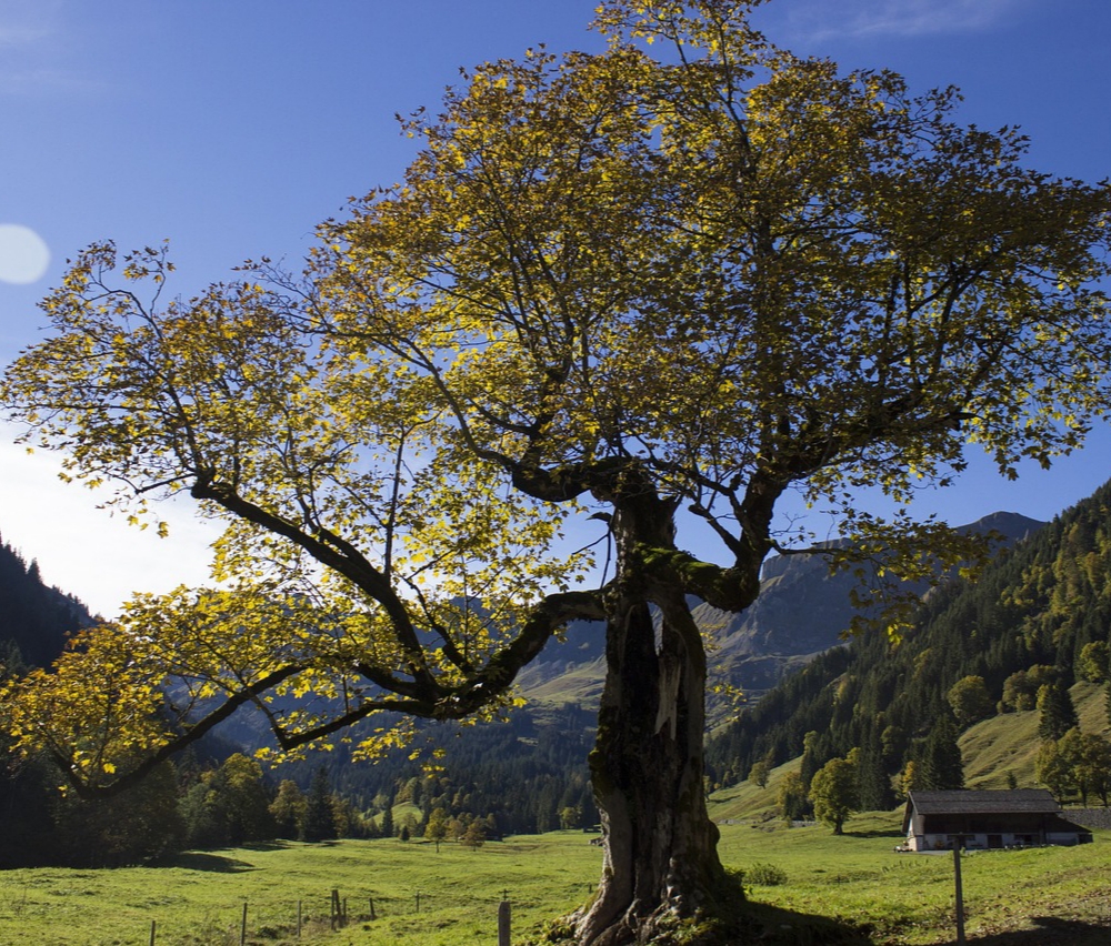 The Quest for the NASA Moon Trees – STAR Net Community
