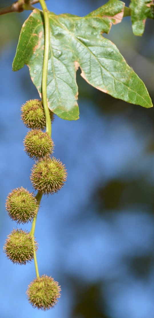 The Quest for the NASA Moon Trees – STAR Net Community
