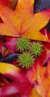 The Quest for the NASA Moon Trees – STAR Net Community